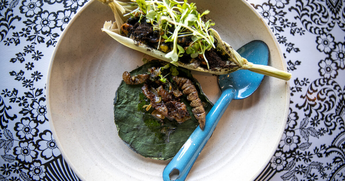 These are the critters you can eat at Michelin-recognized La Diabla ...