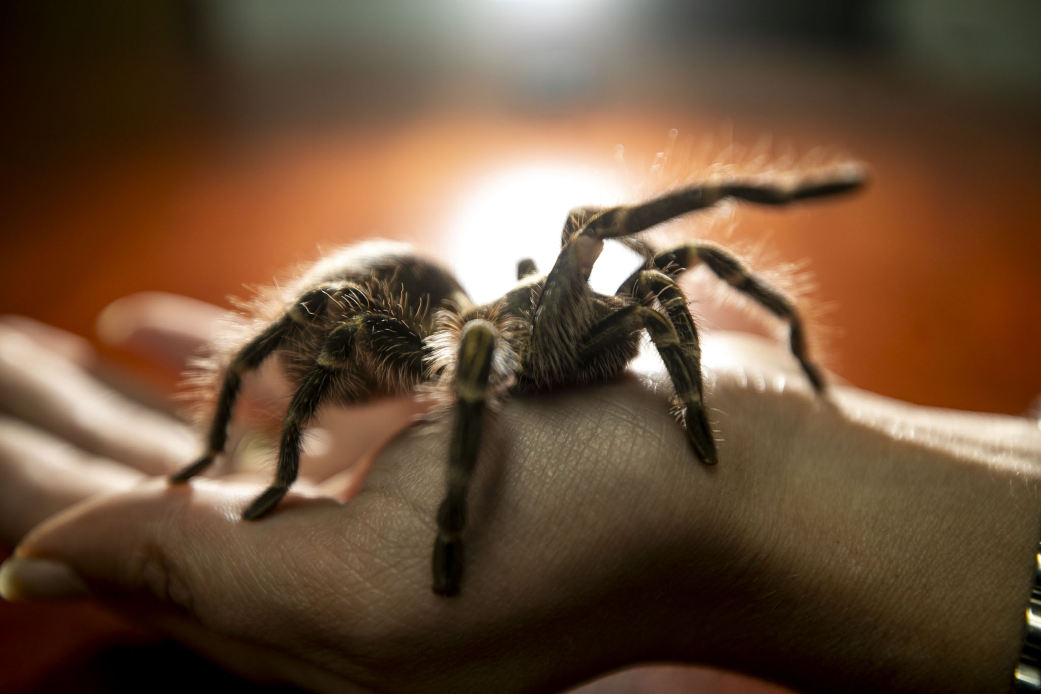 Butterfly Pavilion cancels plans for new zoo with giant enclosures in ...