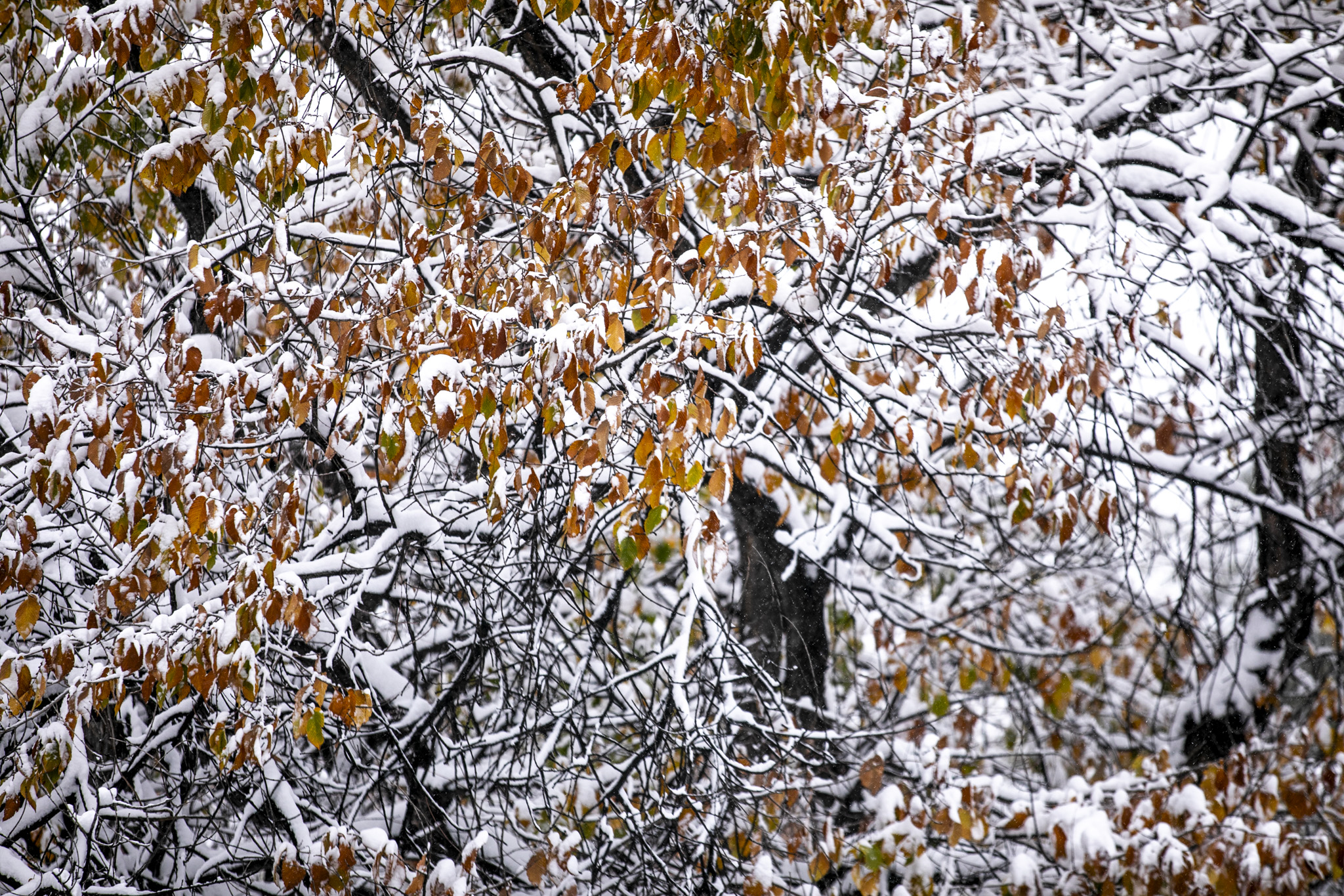 Another round of Denver snow may arrive this week