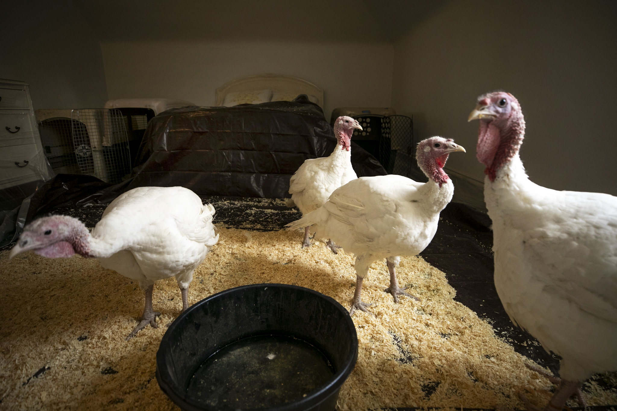 Four turkeys slept in a Capitol Hill bedroom this week