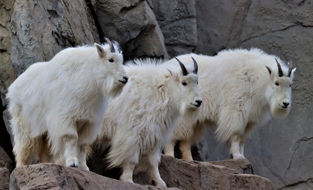 Mountain goats leaving Denver Zoo because we're not really in the mountains