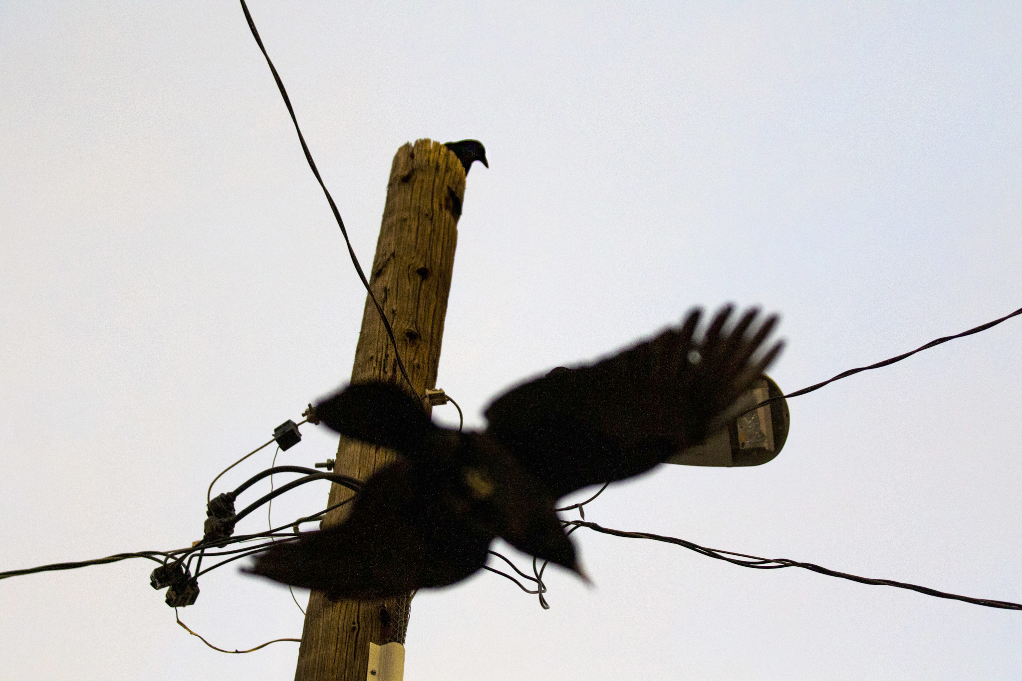 Welcome back, clouds of crows!