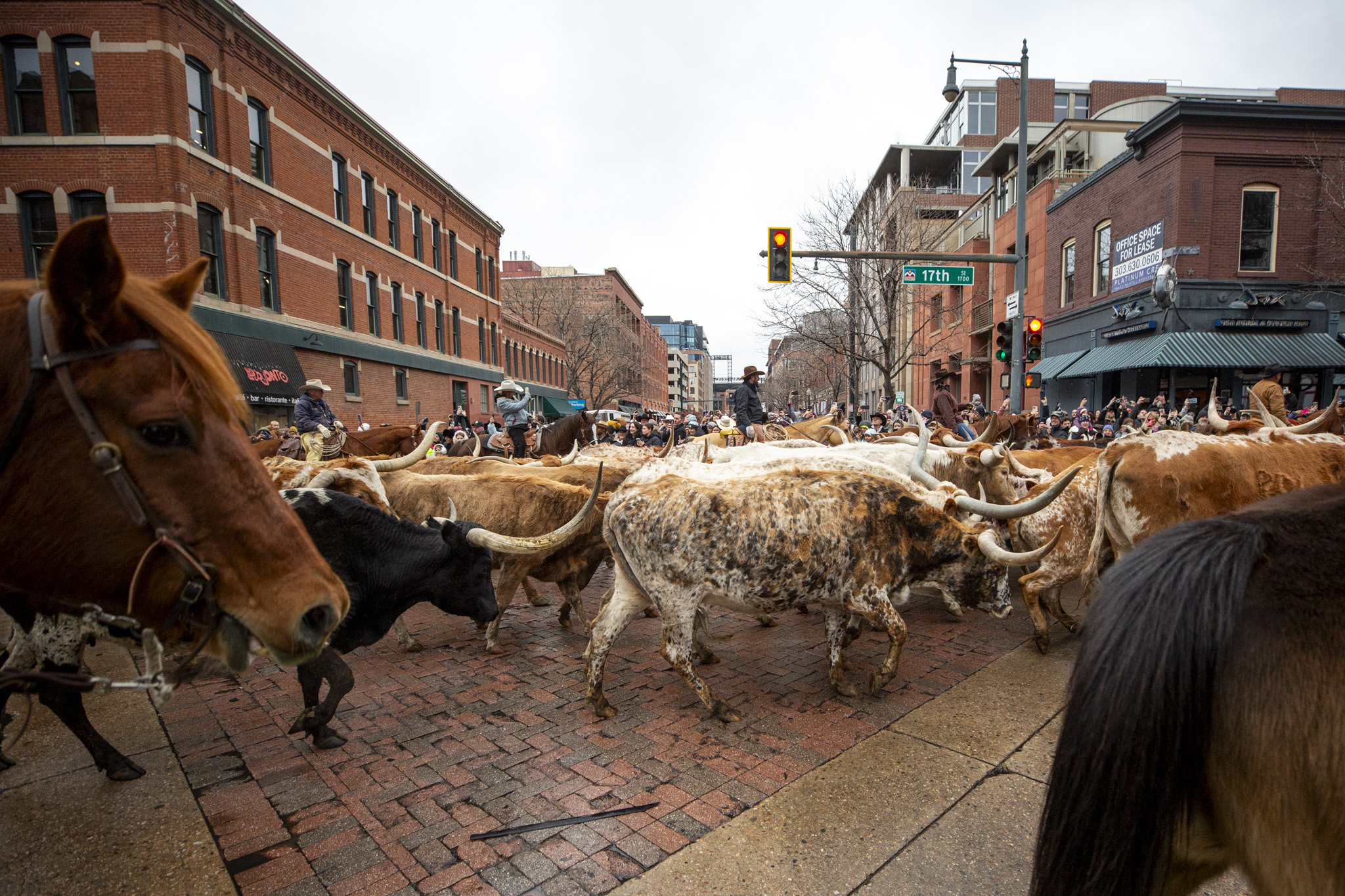 Stock Show Parade & Longhorns Return | [Year] - News Usa Today