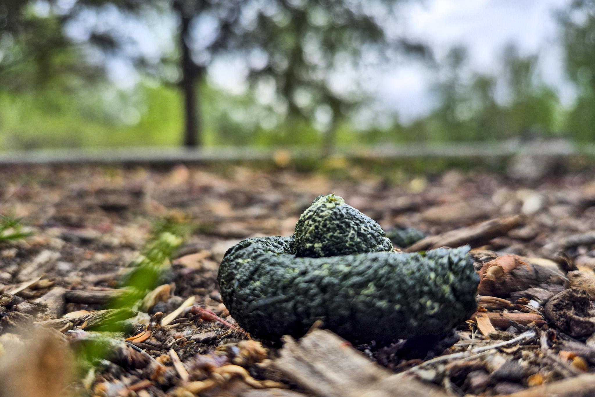 Denver geese drop tens of thousands of pounds of poop each week. Here’s ...